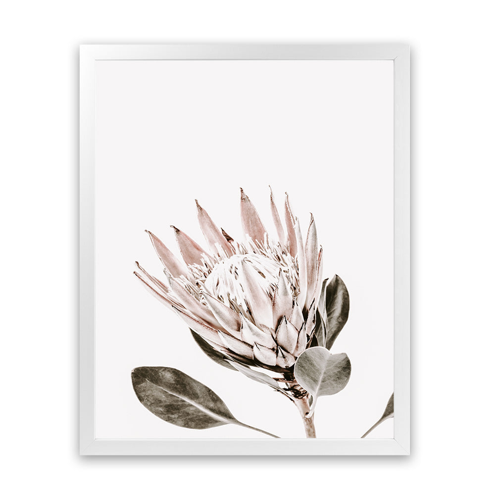 white king protea