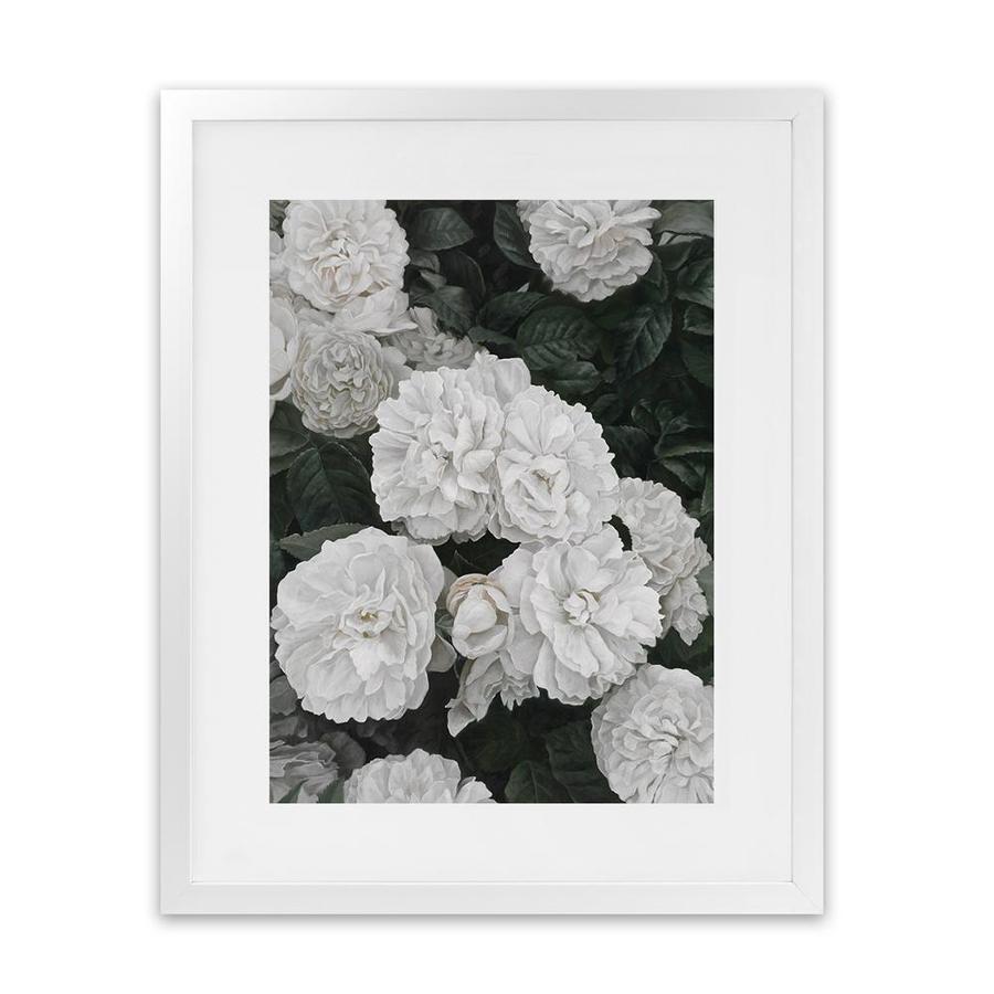 Buy White English Roses Art Print | The Print Emporium®